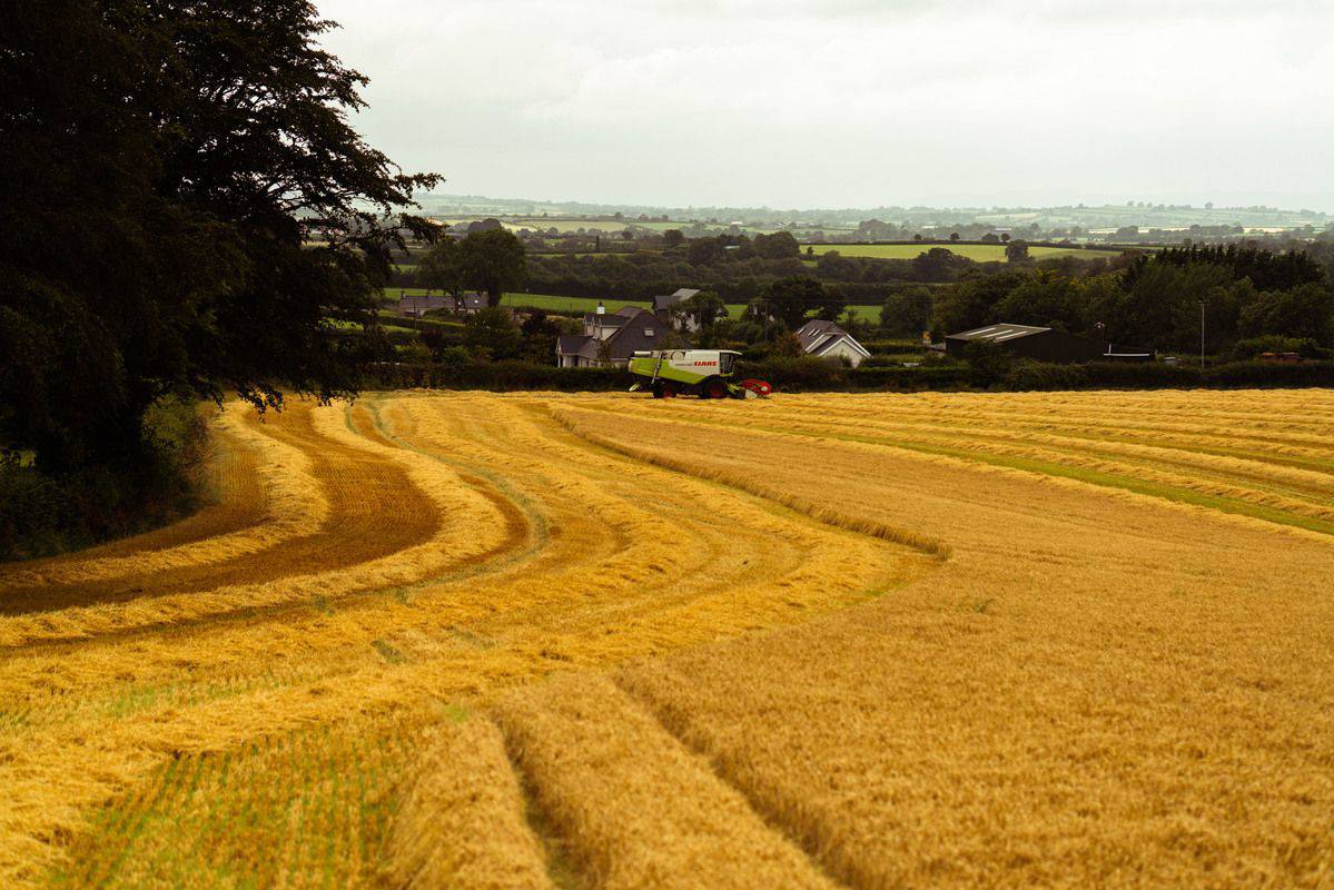 Irish Whiskey - From Barley to Distillery to Your Glass | OHLQ