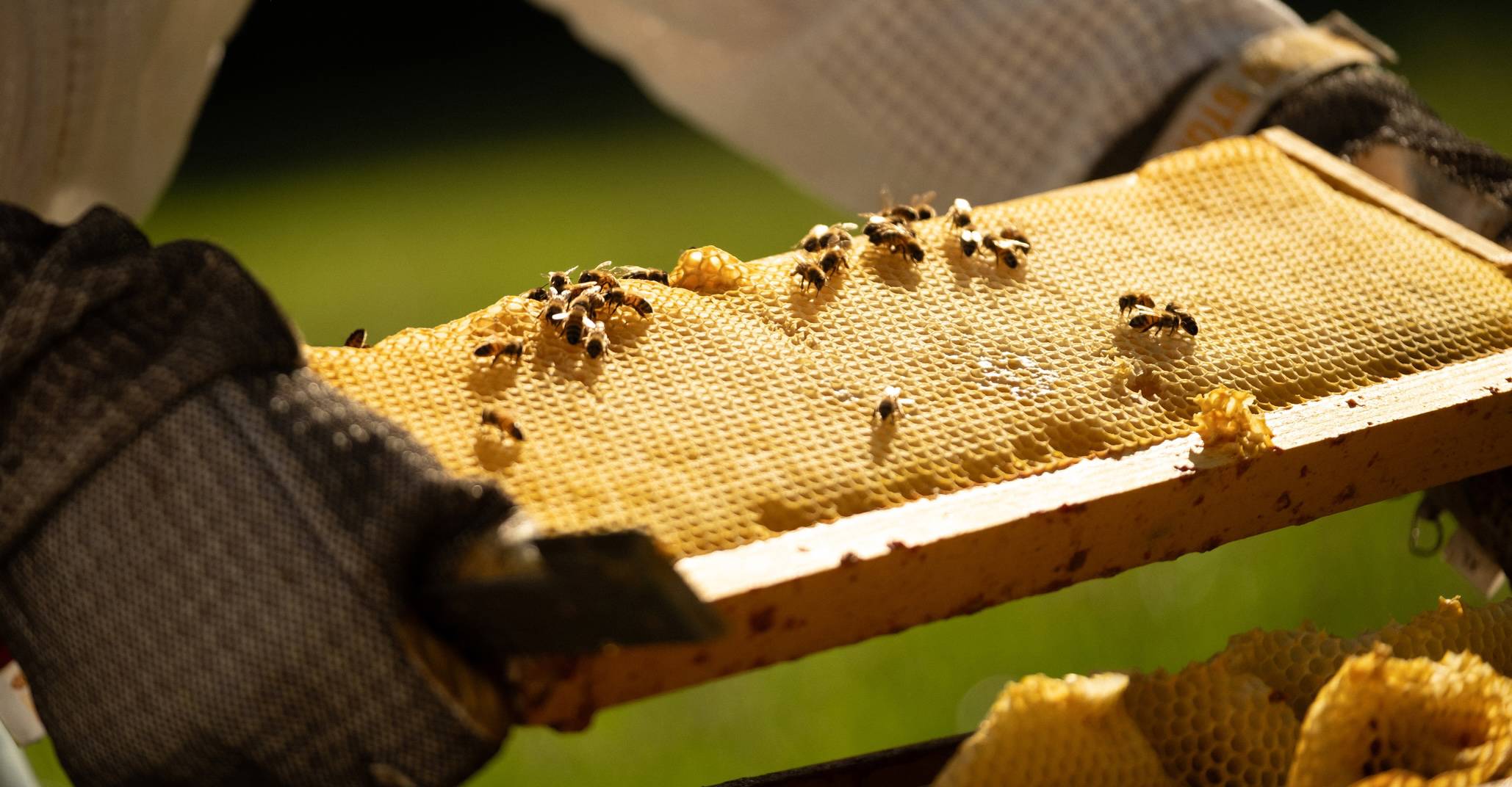 Seed to Sip Journey: Liquor Production & Distillation