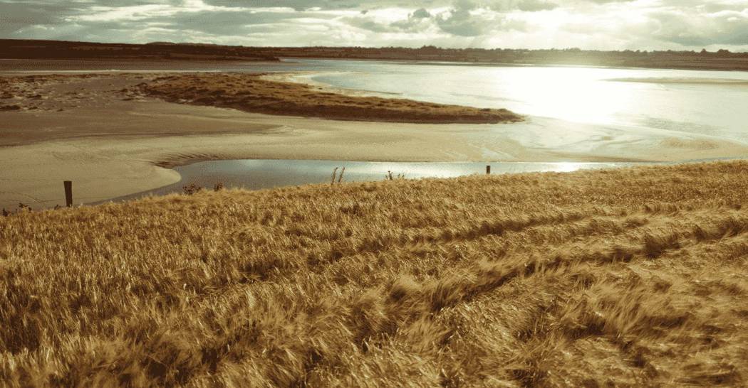 Seed to Sip: Agriculture, Art & Science of Spirits | OHLQ.com