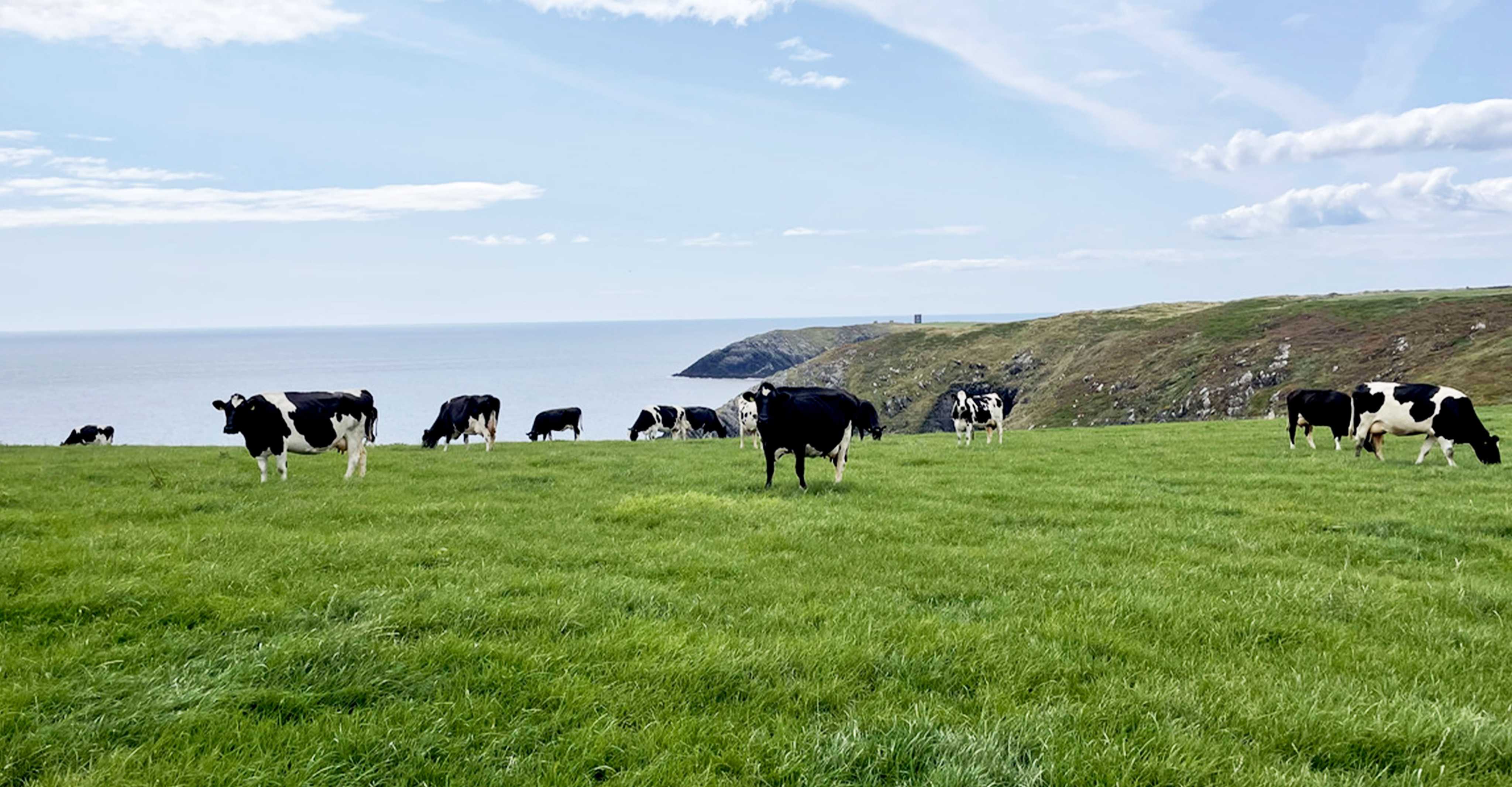 Happy Cows Help Make Irish Gin & Irish Cream Liqueur | OHLQ
