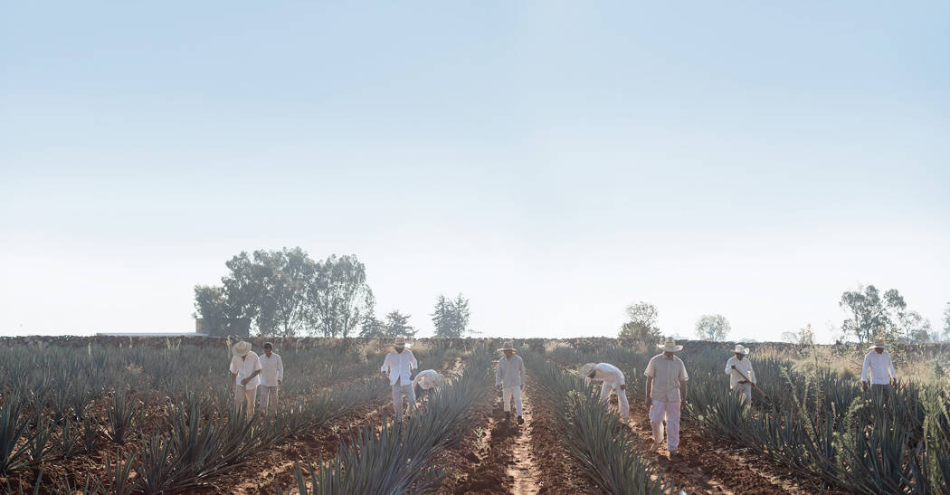 Seed to Sip: Agriculture, Art & Science of Spirits | OHLQ.com