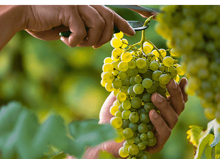 The History of Brandy - Origins, Traditions, & Cocktails | OHLQ