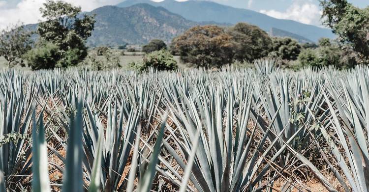 What Is Mezcal? - How is Mezcal Made & Its Tastes | OHLQ