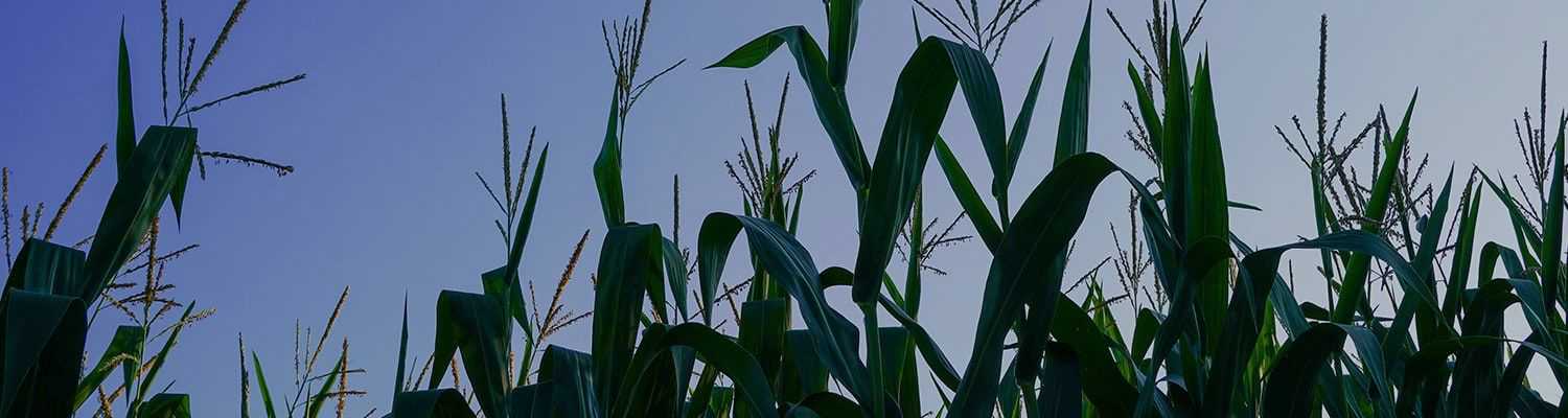 Seed to Sip: Agriculture, Art & Science of Spirits | OHLQ.com